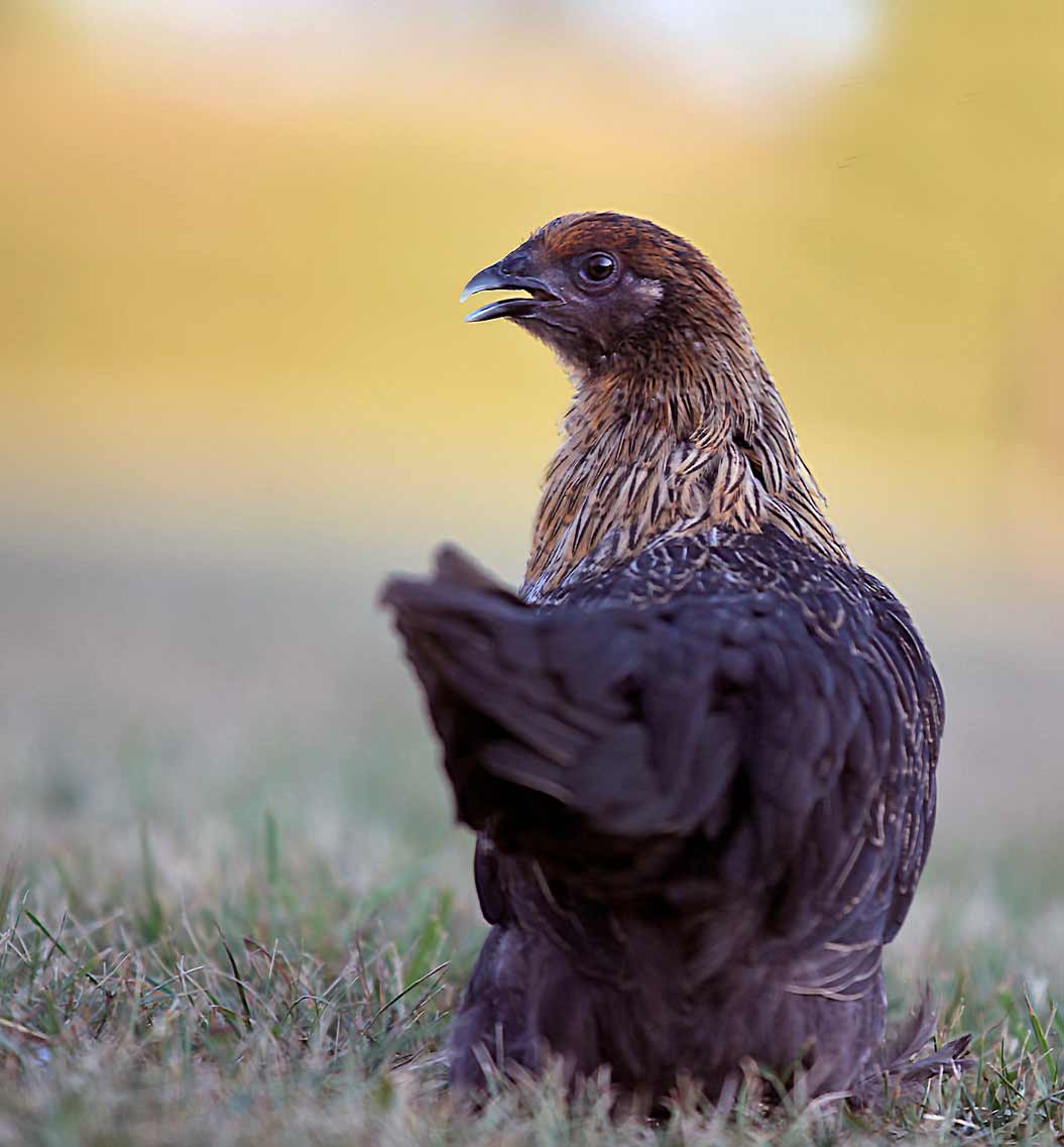 Landrace Fowl - Backyard Poultry